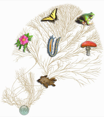 Diapositivas (2): Origen evolutivo, filogenia, diversidad, taxonomía ...